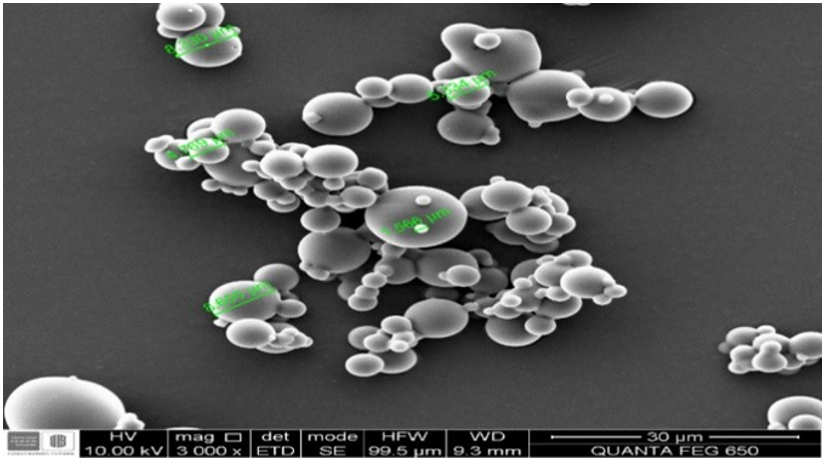 Morfologia Da Colonia De Lactobacillus Casei Caracterización